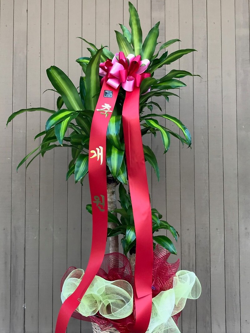 Congratulations Plant hand arranged by a real, local florist in ...